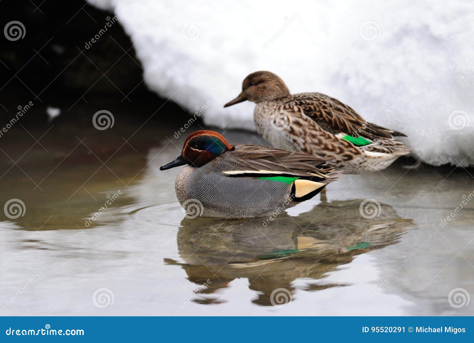 Teal Pair on the Winter Pond Stock Image - Image of nature, rest: 95520291