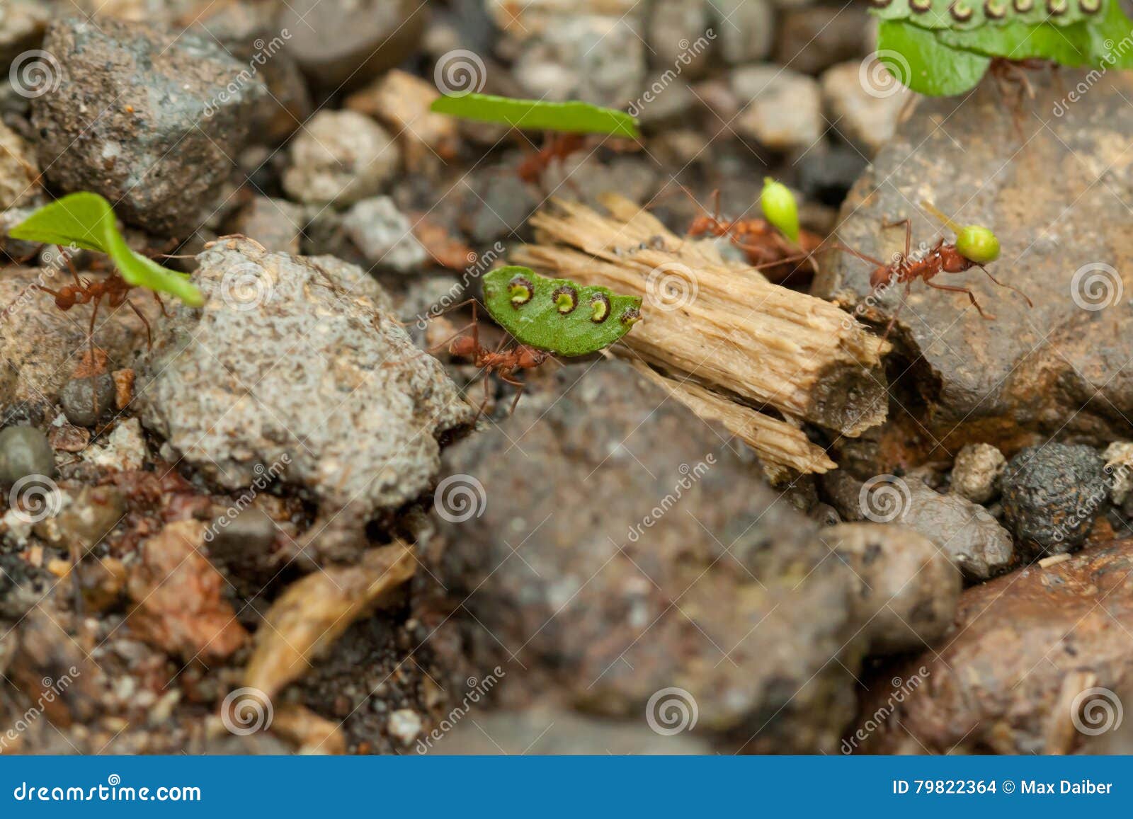 Team Of Ants Constructing Word Work, Teamwork Stock Photography ... Team Of Ants Constructing Word Work, Teamwork Stock Photography ...