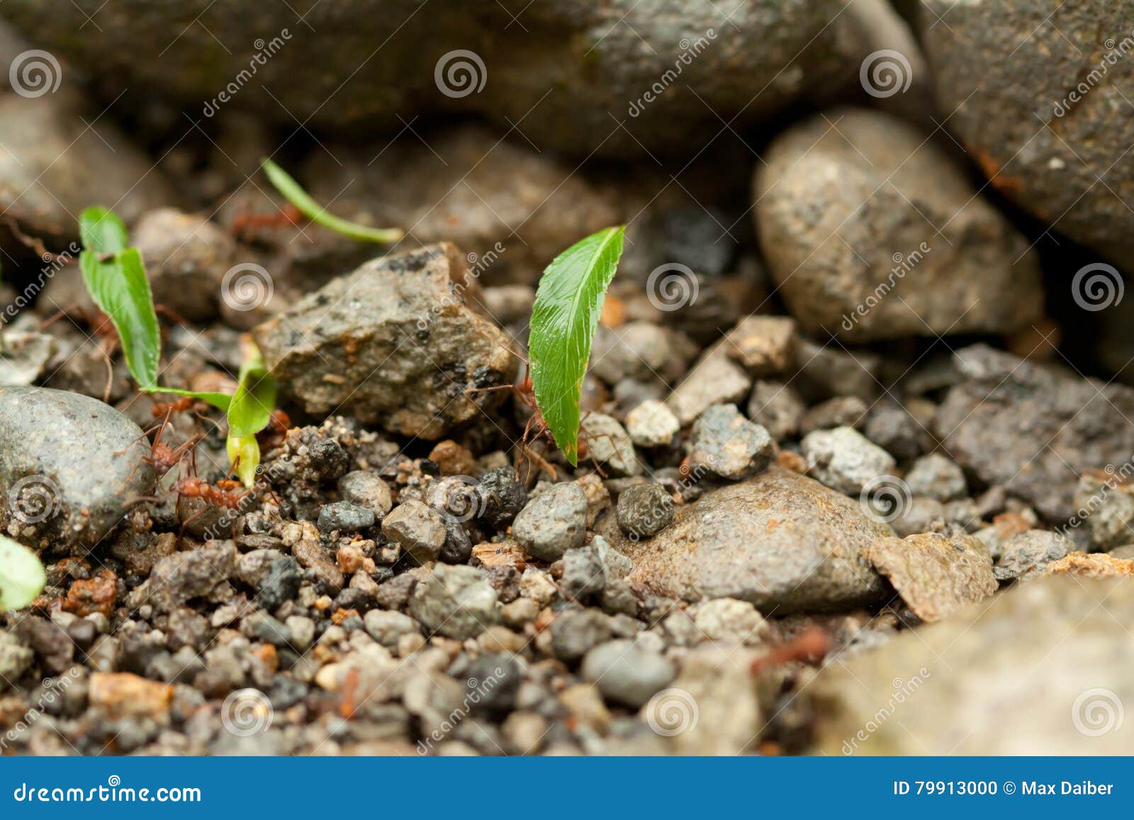 Team Of Ants Constructing Word Work, Teamwork Stock Photography ... Team Of Ants Constructing Word Work, Teamwork Stock Photography ...