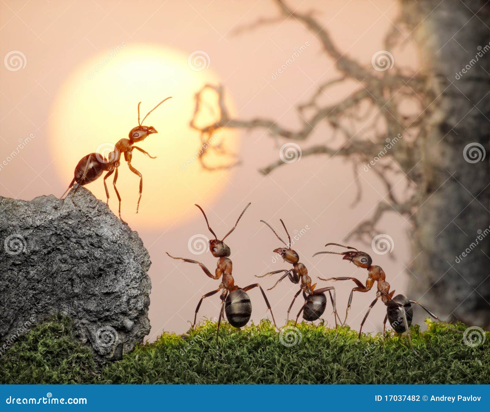 Team of Ants, Council, Collective Decision in Work Stock Photo - Image ...