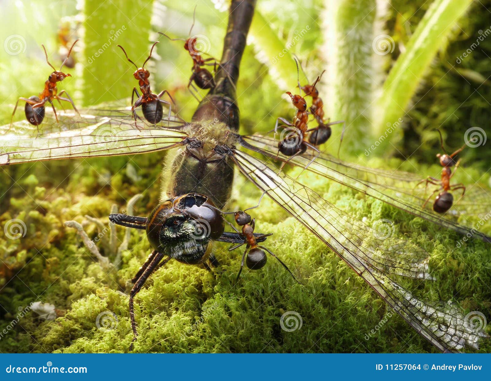 Team of Ants Find Dragoonfly Stock Photo - Image of metaphor, ants ...
