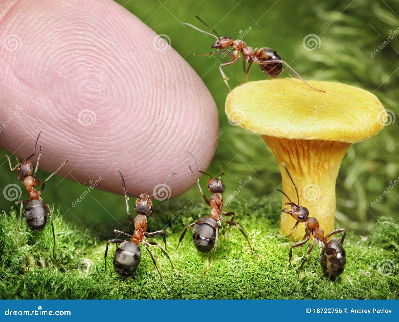 Team of Ants Guarding Chanterelle from Human Stock Photo - Image of ...