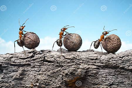 Team of Ants Rolling Stones on Rock, Teamwork Stock Photo - Image of ...