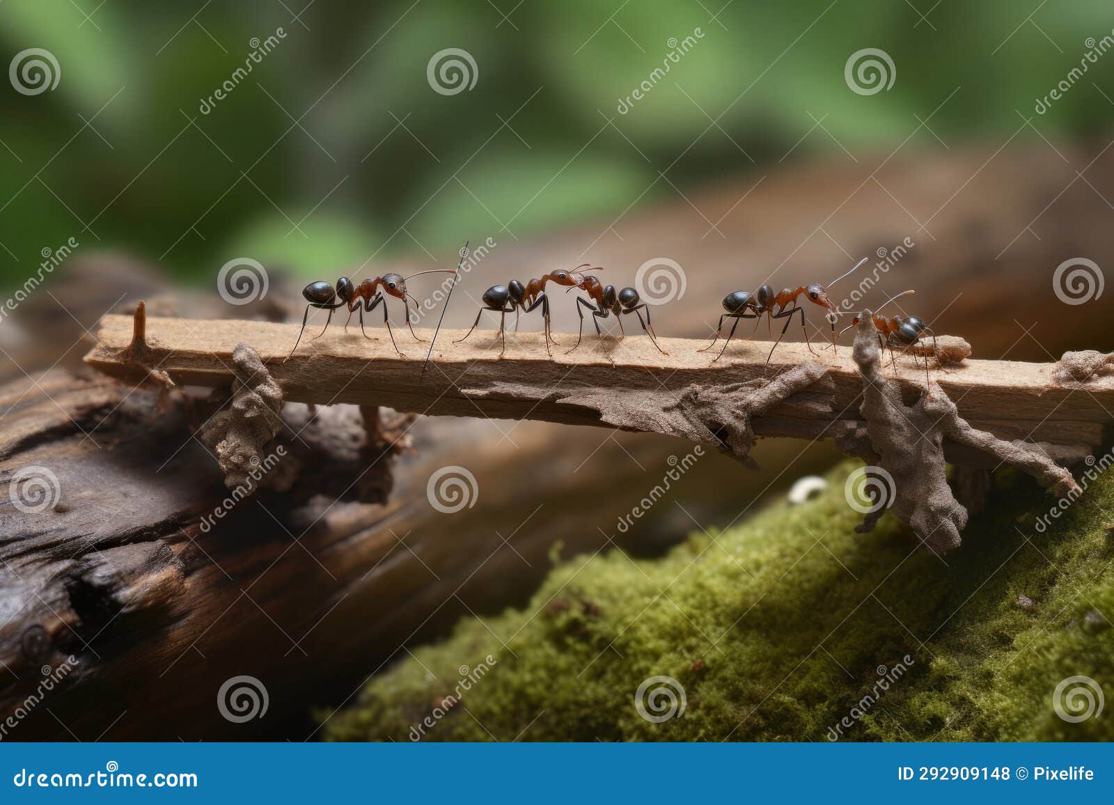 Team of Ants Work Constructing Bridge, Teamwork AI Generated Stock ...