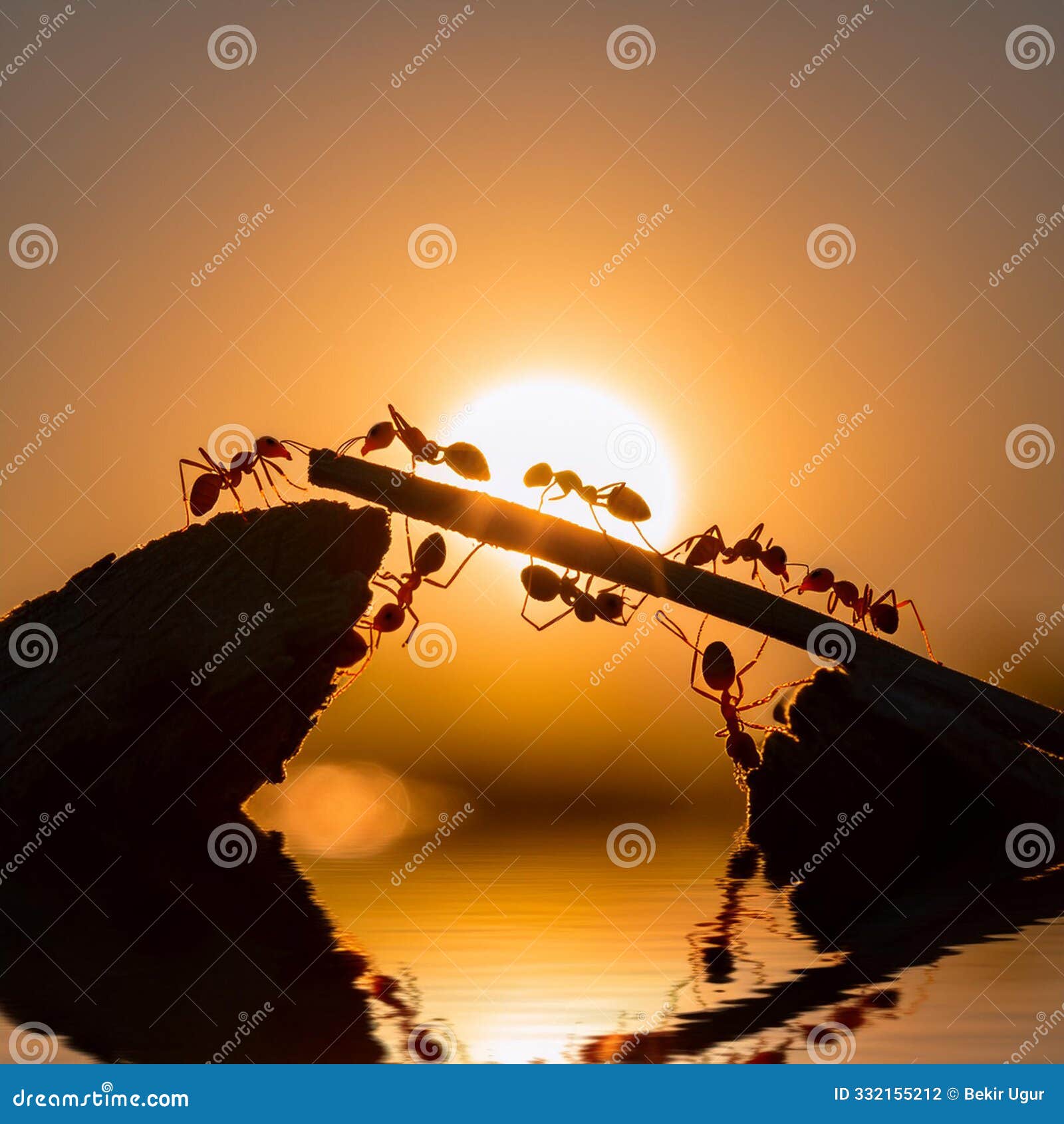 Team Of Ants Work Constructing Bridge, Teamwork. Team Of Ants ...
