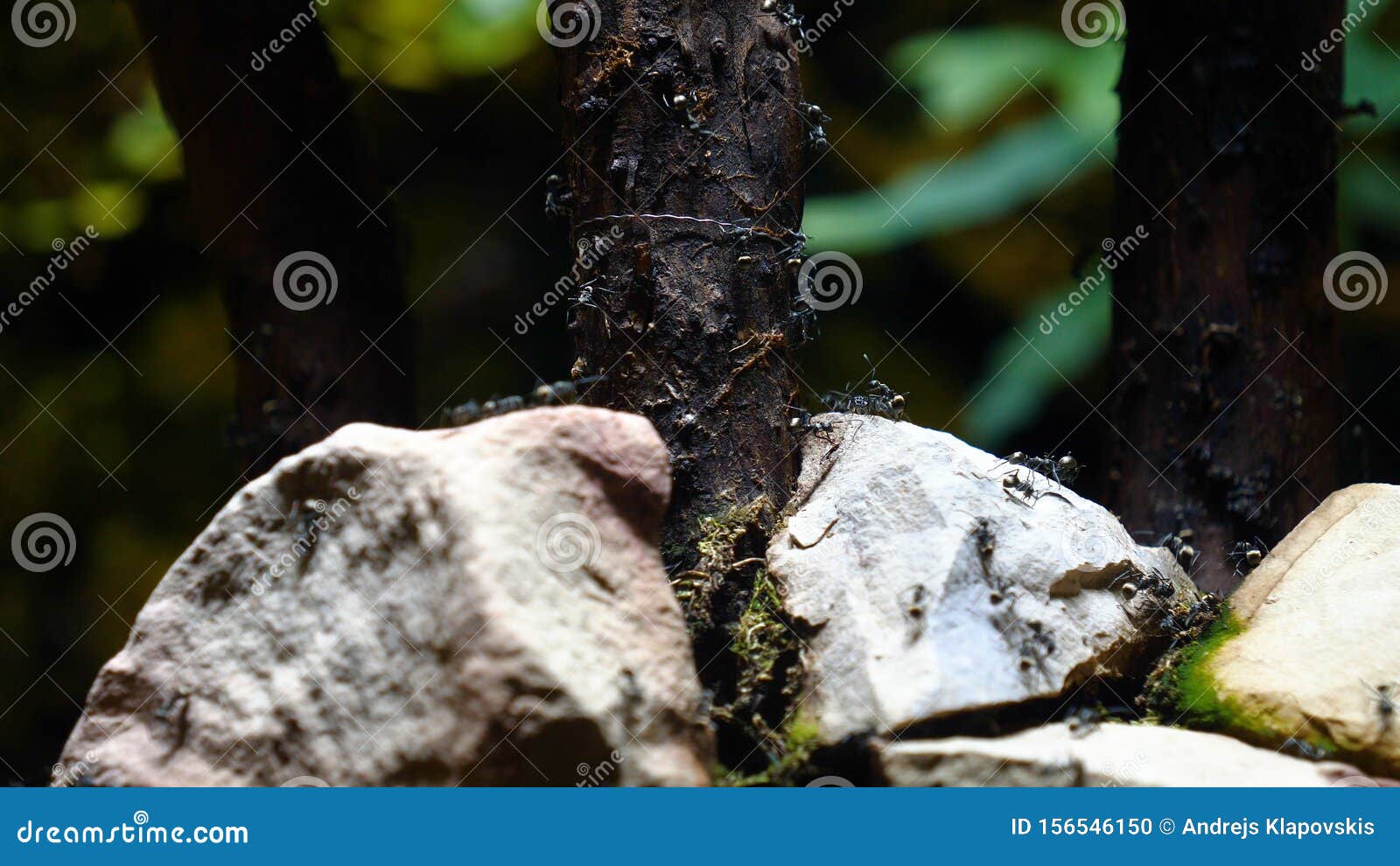 Team of Ants Work Constructing House, Teamwork. Team of Ants Work ... Team of Ants Work Constructing House, Teamwork. Team of Ants Work ...