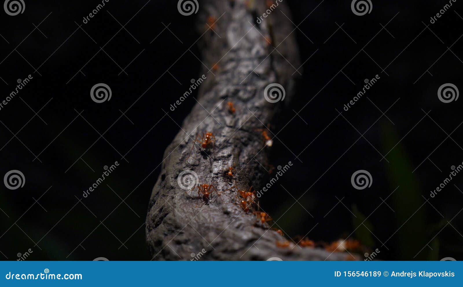 Team of Ants Work Constructing House, Teamwork. Team of Ants Work ... Team of Ants Work Constructing House, Teamwork. Team of Ants Work ...