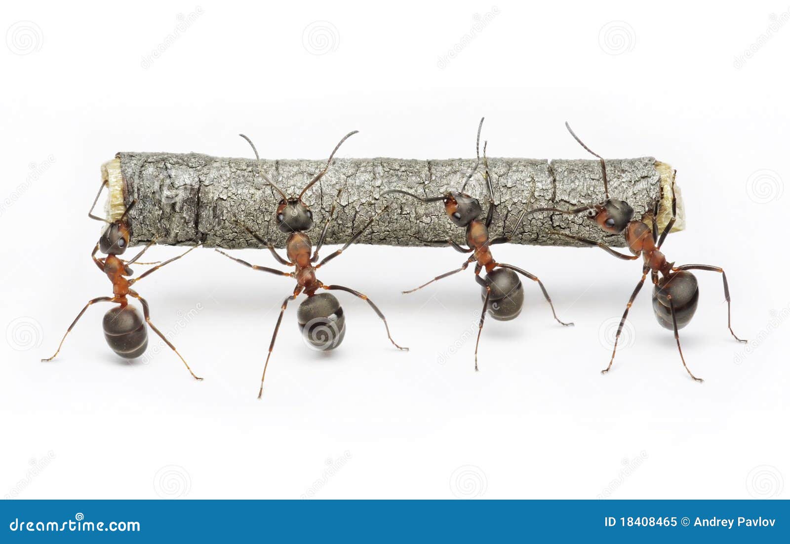 Team Of Ants Constructing Word Work, Teamwork Stock Photography ... Team Of Ants Constructing Word Work, Teamwork Stock Photography ...