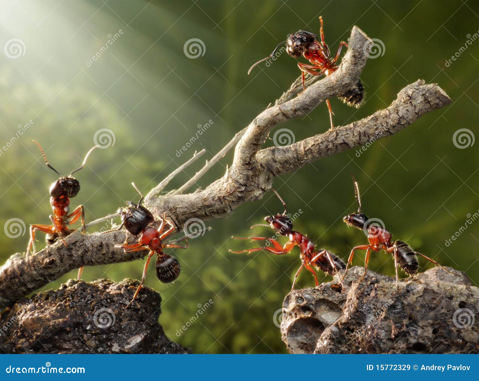 Team of Ants Work with Tree, Teamwork Stock Image - Image of tree, wood ...