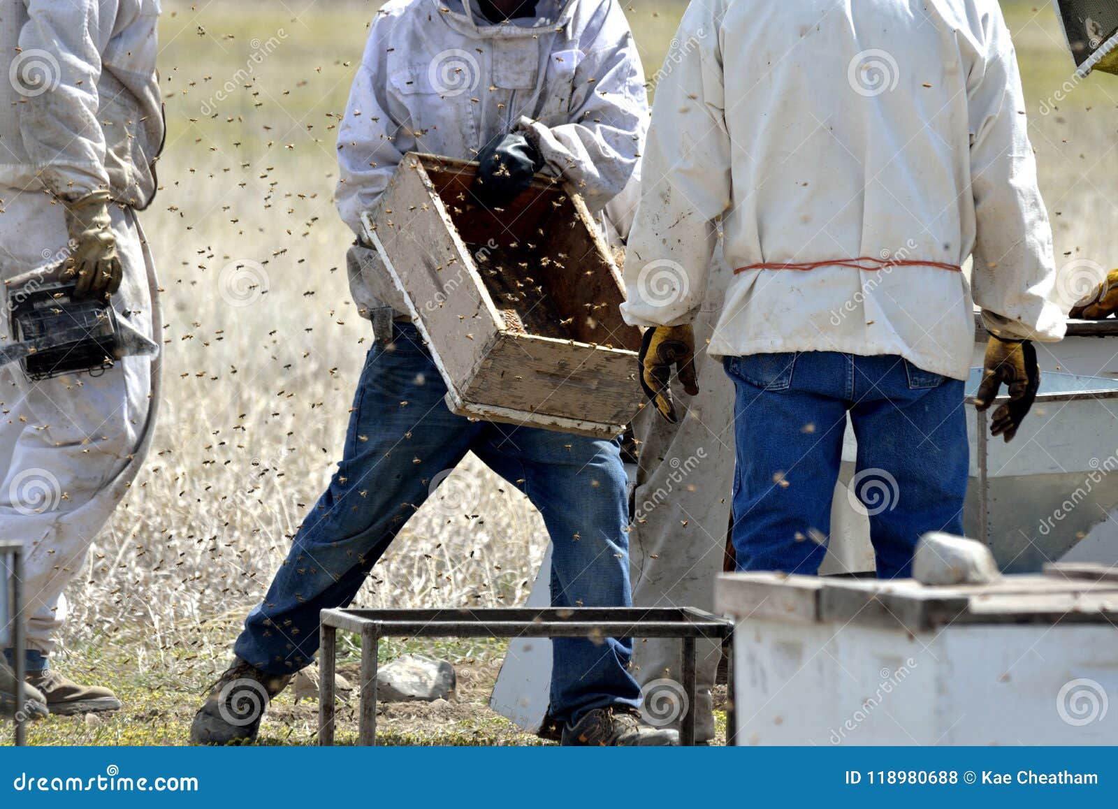 Commercial Bee Enterprise: Beekeepers at Work Stock Photo - Image of ...