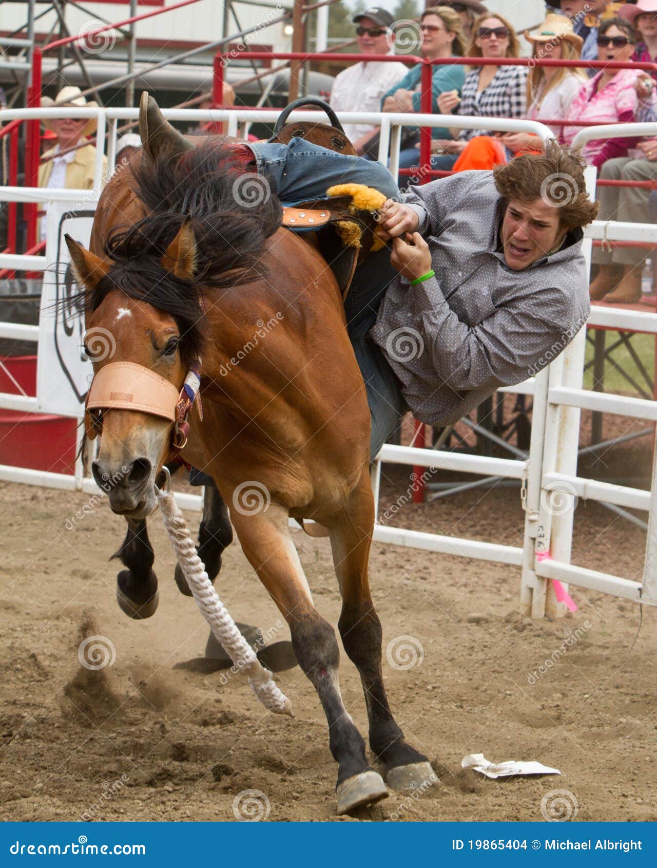 Team Bronc Riding -PRCA Sisters, Oregon Rodeo 2011 Editorial Stock ...