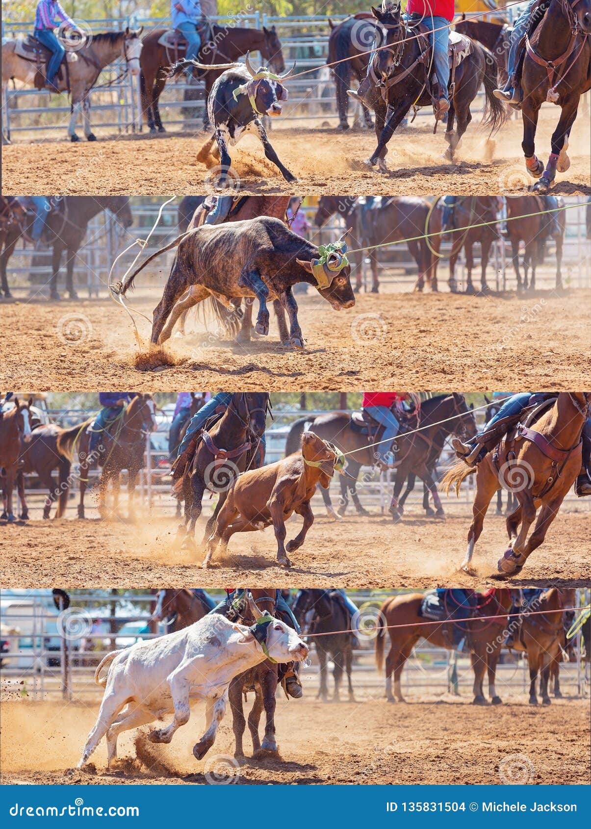 Team Calf Roping Rodeo Collage Imagen de archivo editorial - Imagen de ...