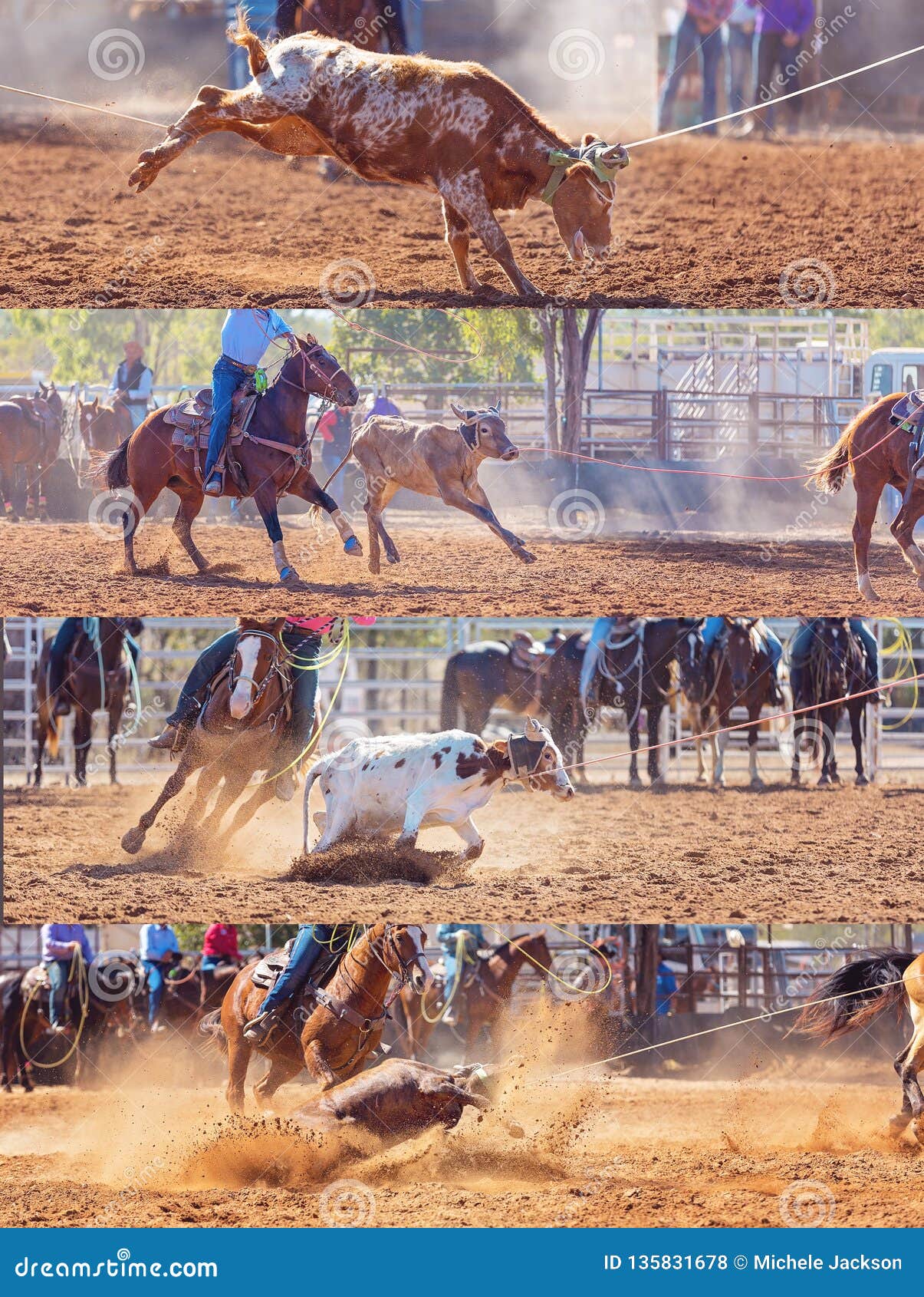 Team Calf Roping Rodeo Collage Foto de archivo editorial - Imagen de ...
