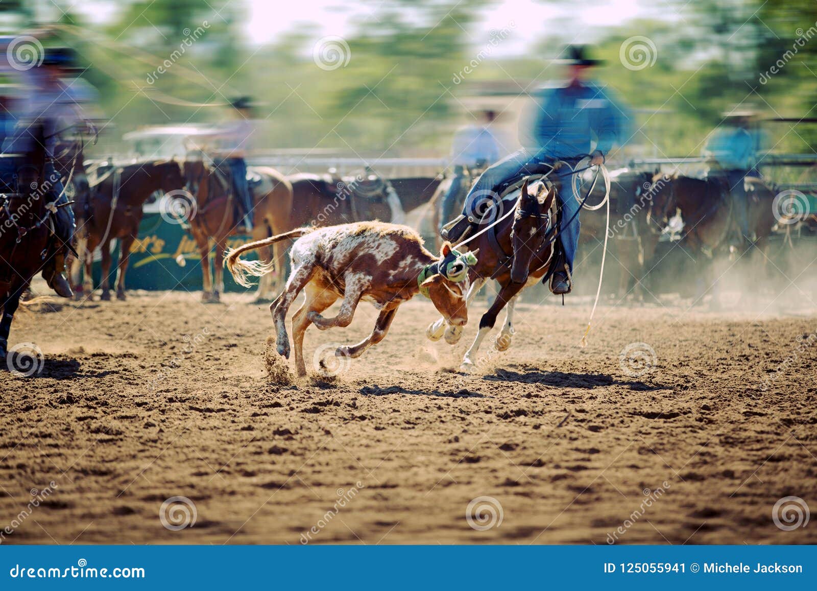 Team Calf Roping Rodeo Event Image stock - Image du lasso, animal ...