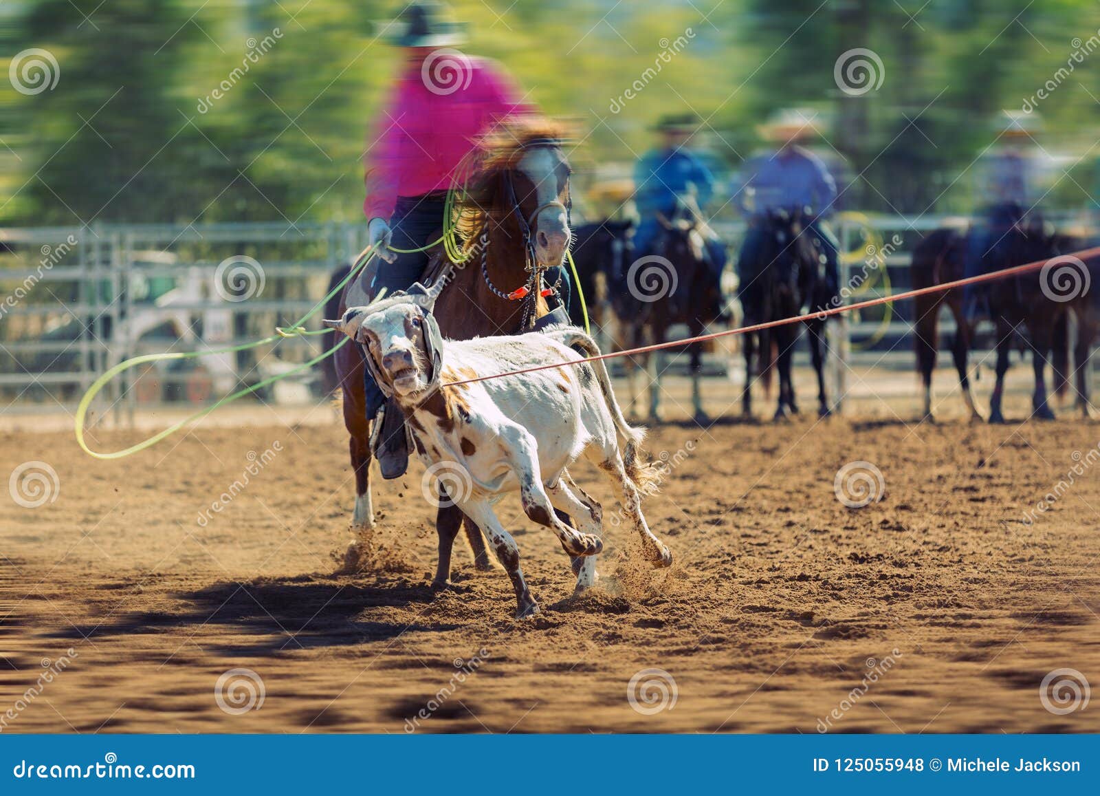 Team Calf Roping Rodeo Event Foto de archivo - Imagen de cuerda ...