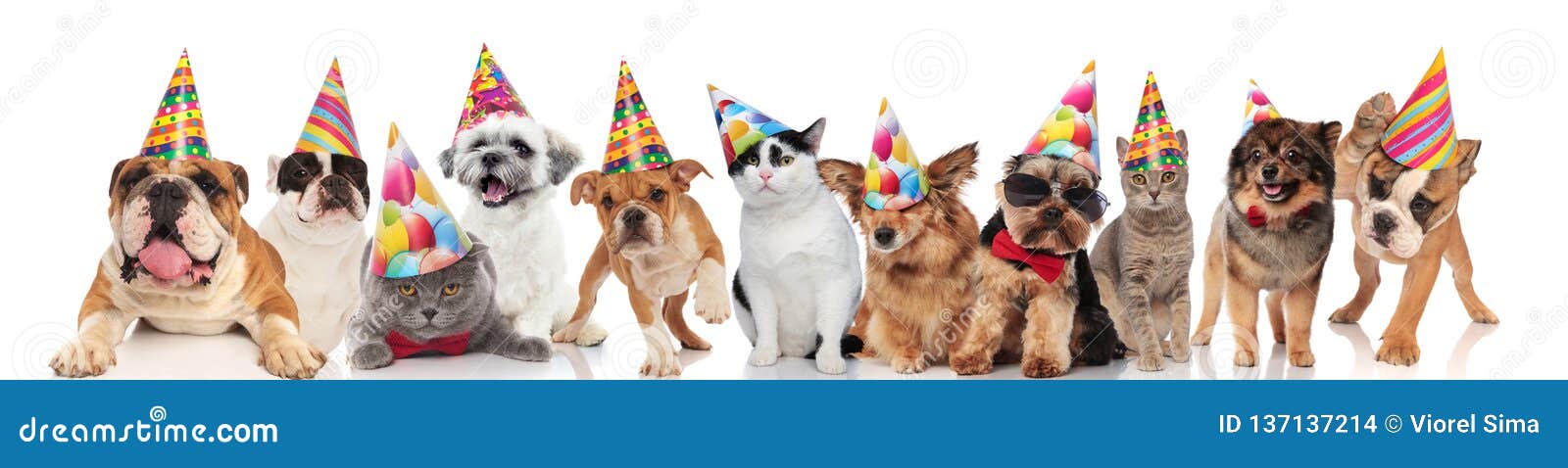 Team of Happy Party Pets on White Background Stock Photo - Image of ...