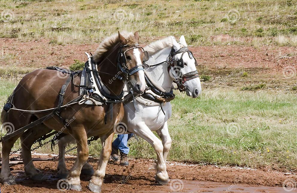 Team of Horses stock photo. Image of work, horse, mare - 11246474