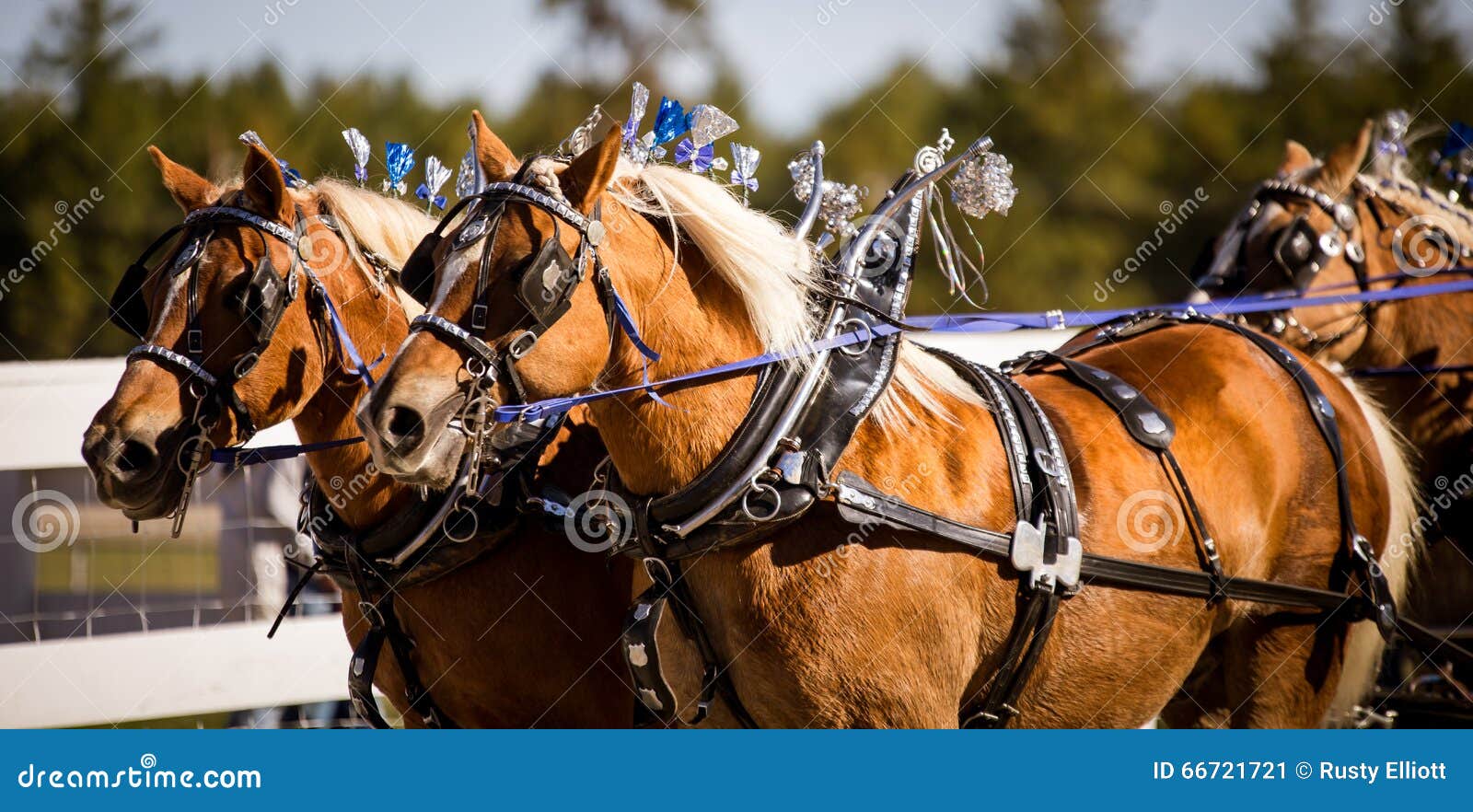 Team of horses stock image. Image of pair, rural, brown - 66721721