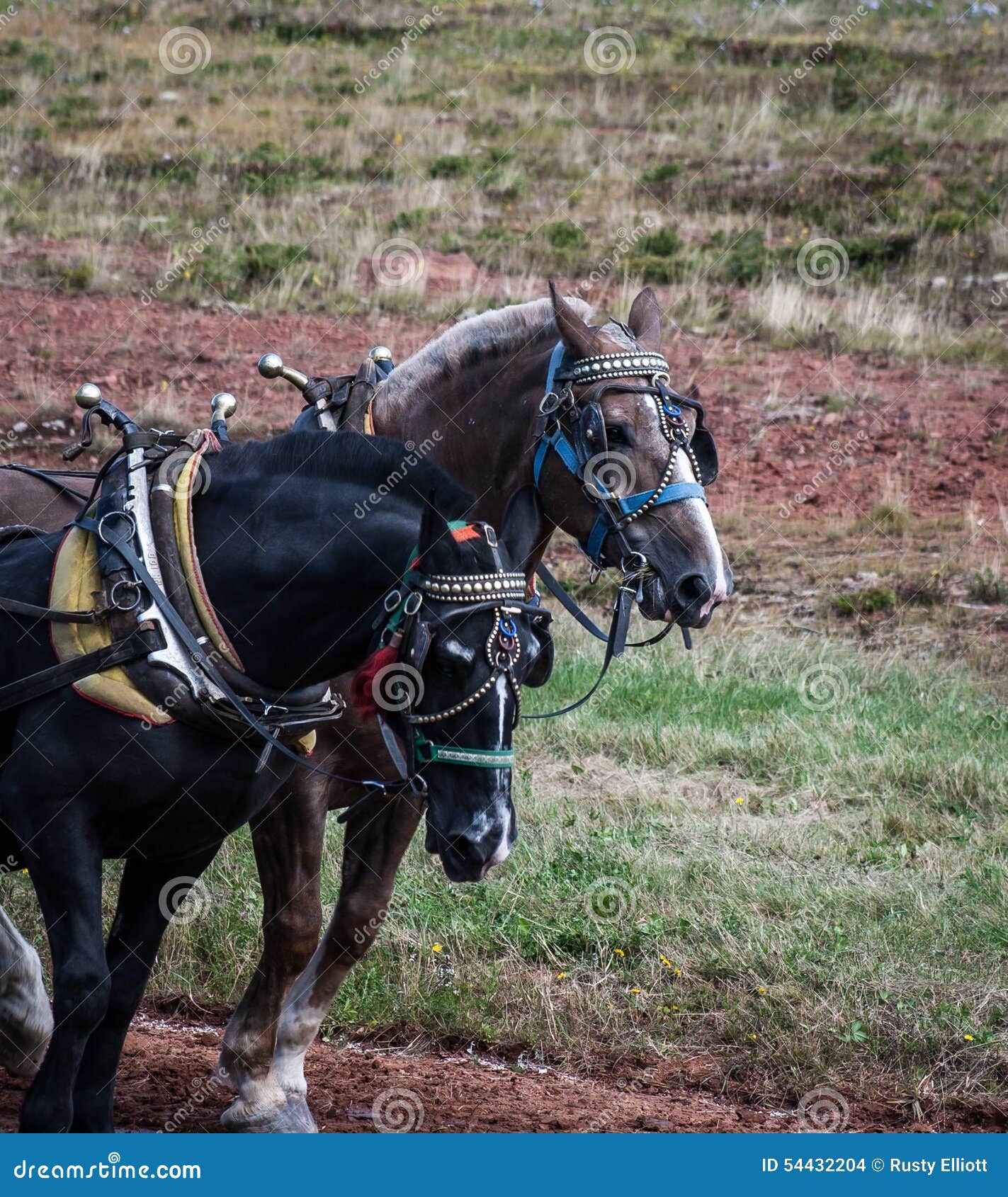 Team of horses stock photo. Image of horses, countryside - 54432204