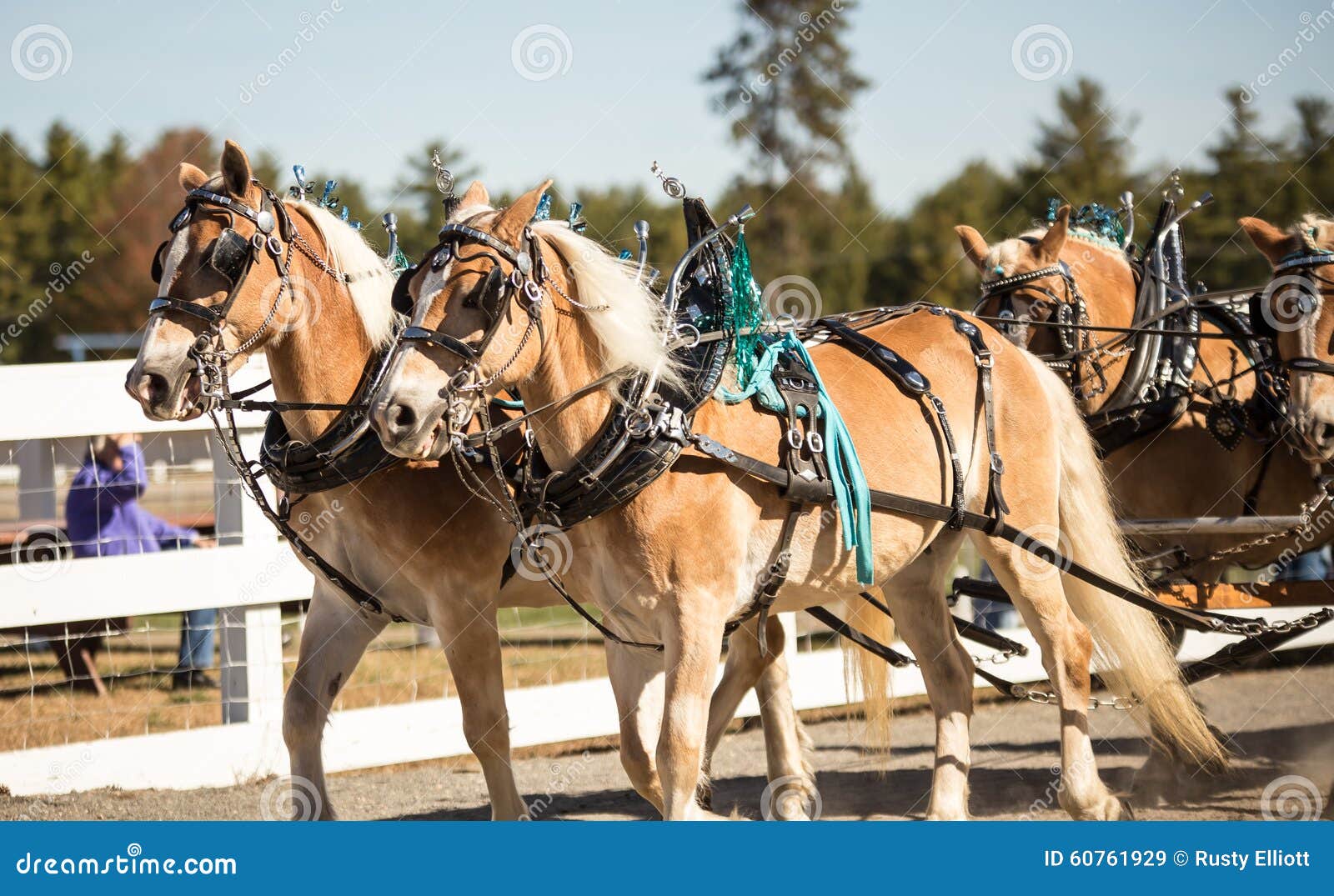 Team of horses stock image. Image of harness, agriculture - 60761929