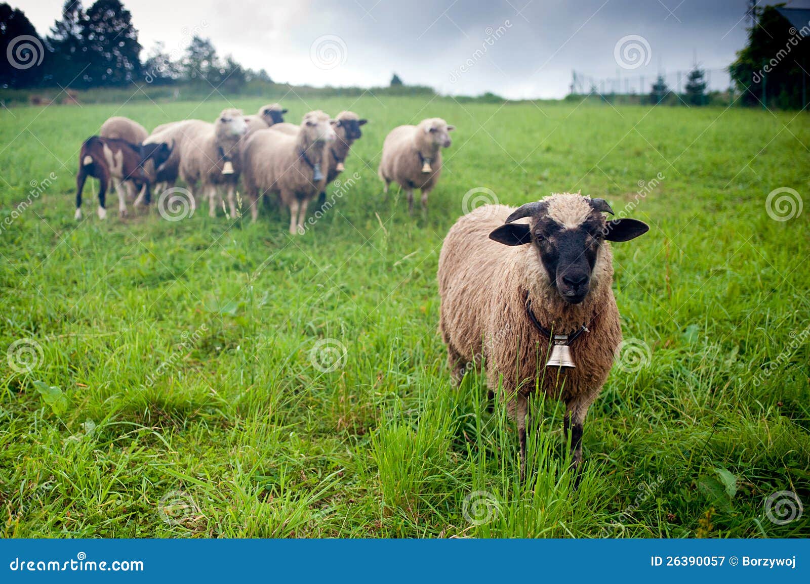 Leader Sheep Royalty-Free Stock Photography | CartoonDealer.com #26073563