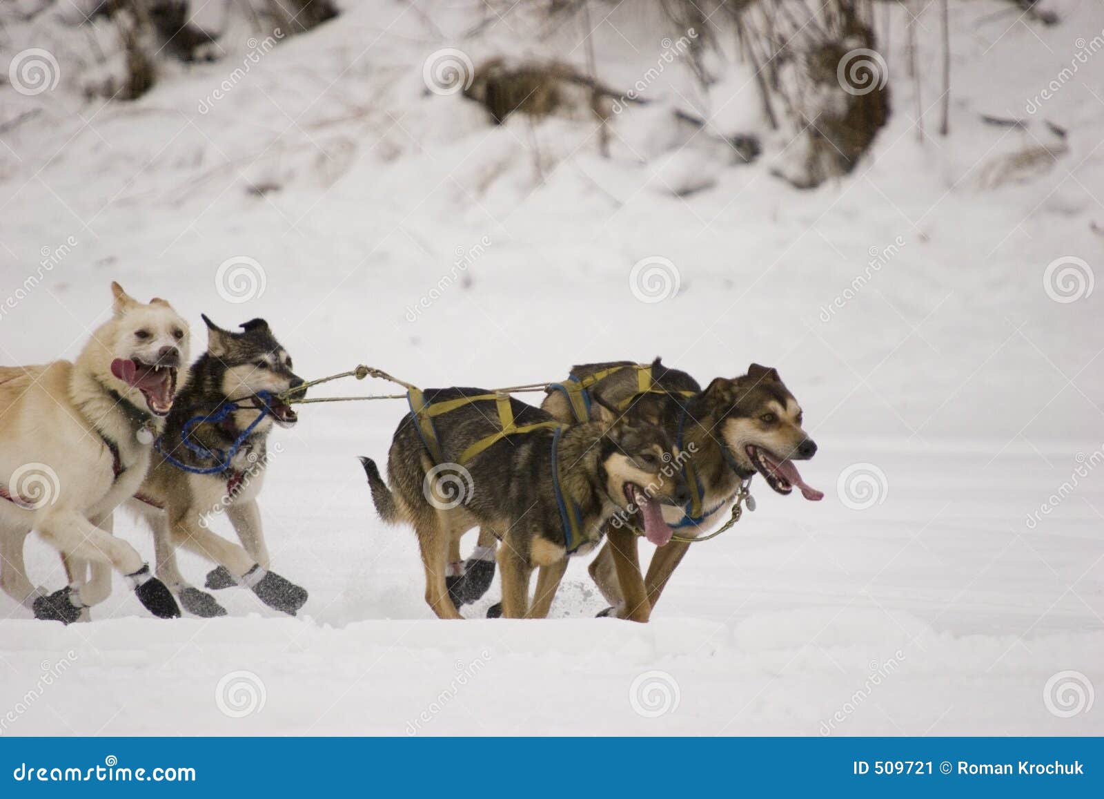 Team leaders stock image. Image of wolf, teamwork, load - 509721
