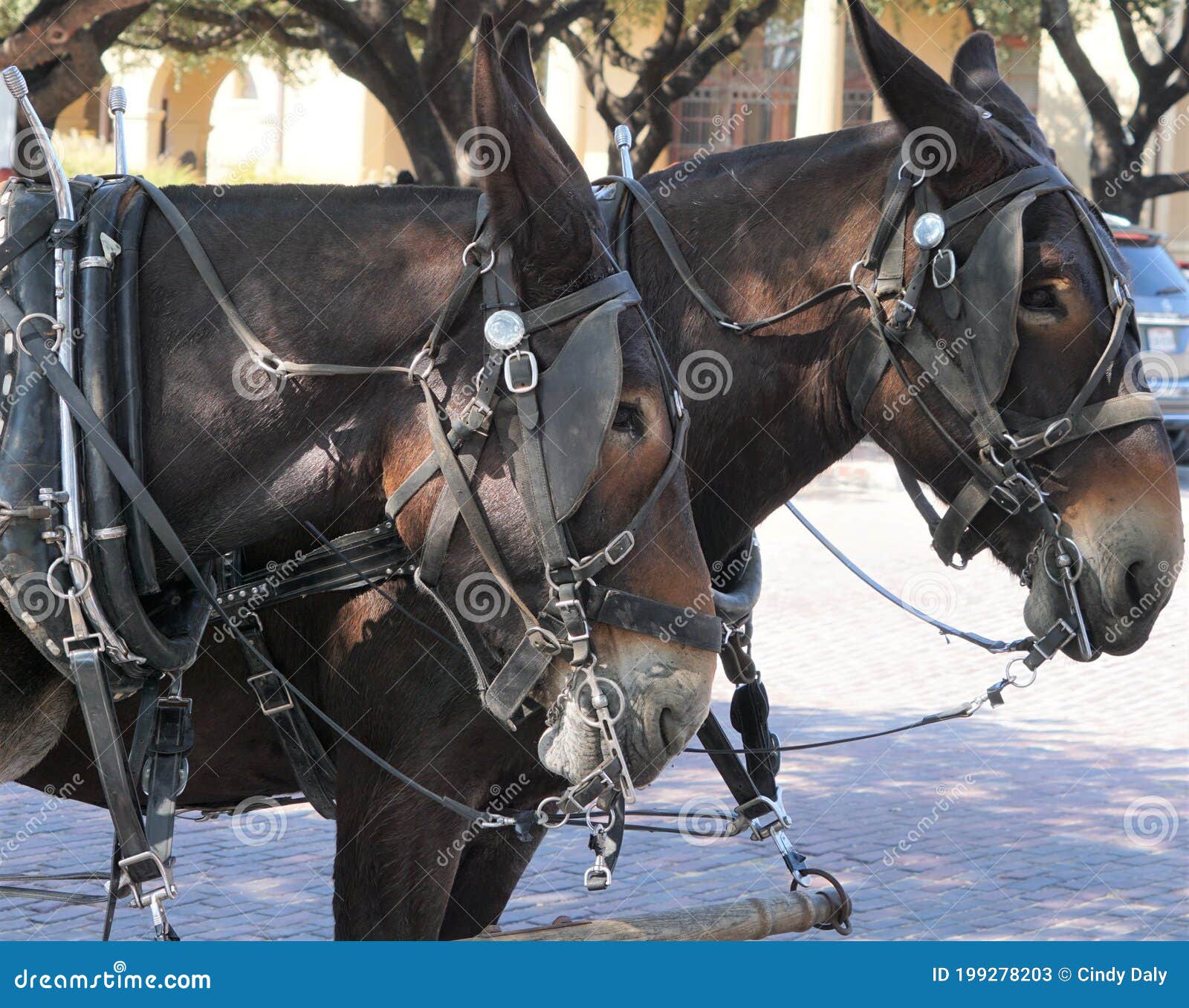 A Team of Mules Hitched Up. Stock Image - Image of mamals, farm: 199278203