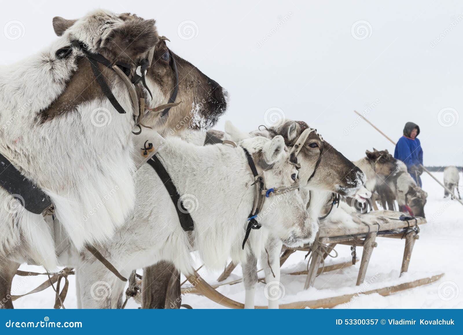 Team of northern deer stock image. Image of siberian - 53300357