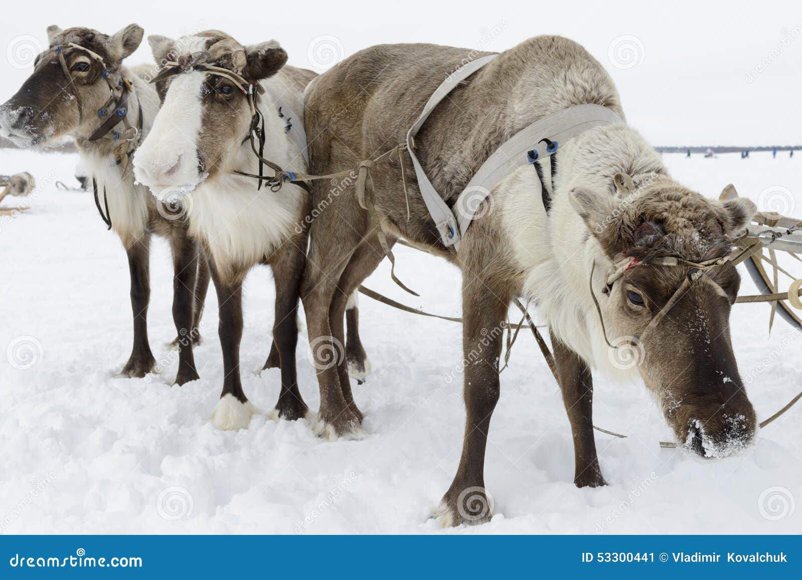 Team of northern deer stock image. Image of herders, siberia - 53300441