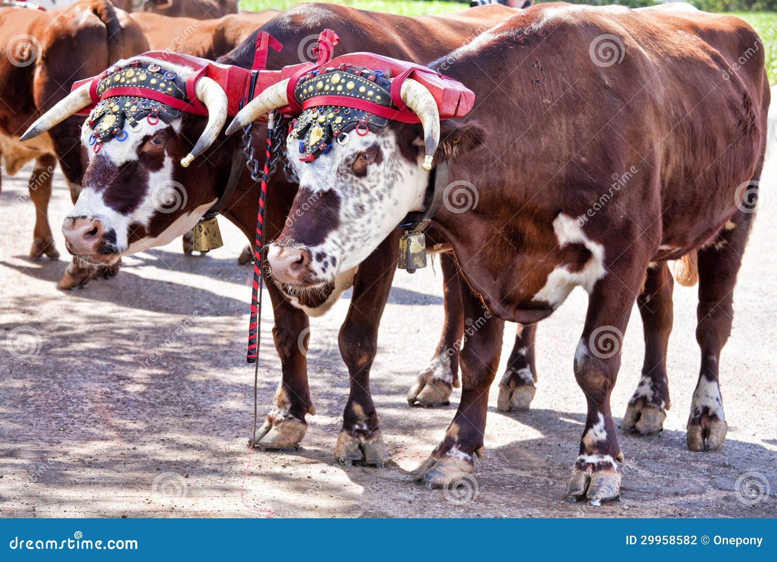 Farm Oxen stock photo. Image of steer, horns, american - 29958582