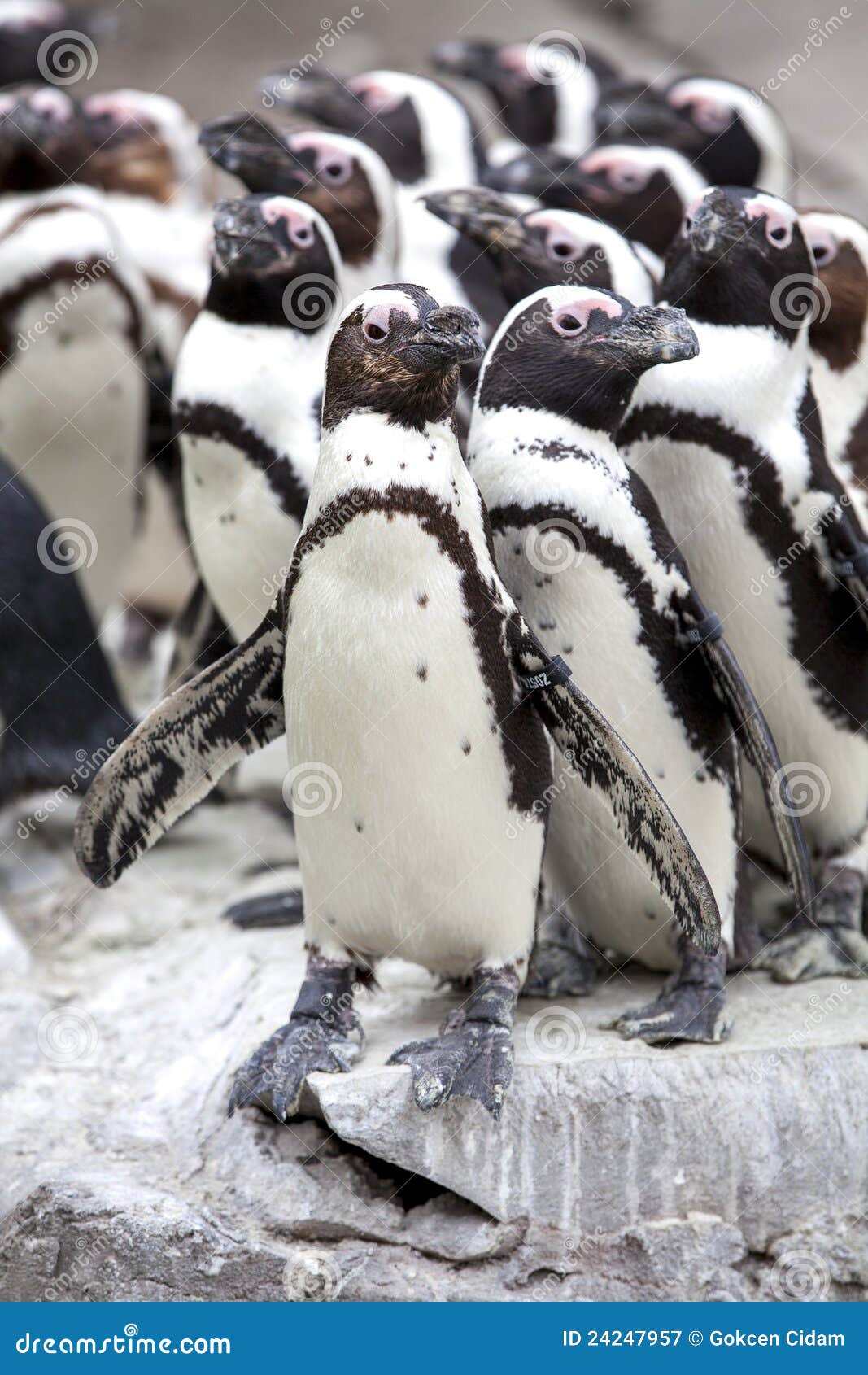 Team Penguins stock image. Image of funny, herding, scene - 24247957