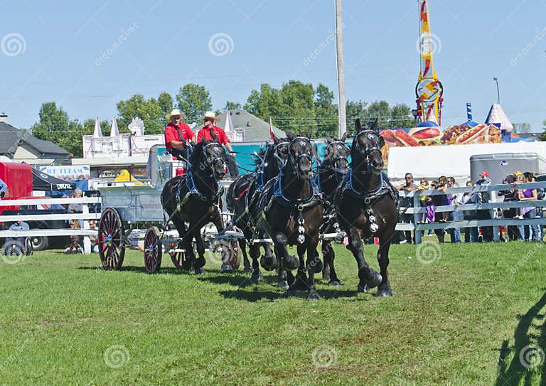 Team of Percheron Draft Horses Pulling a Wagon Editorial Photo - Image ...