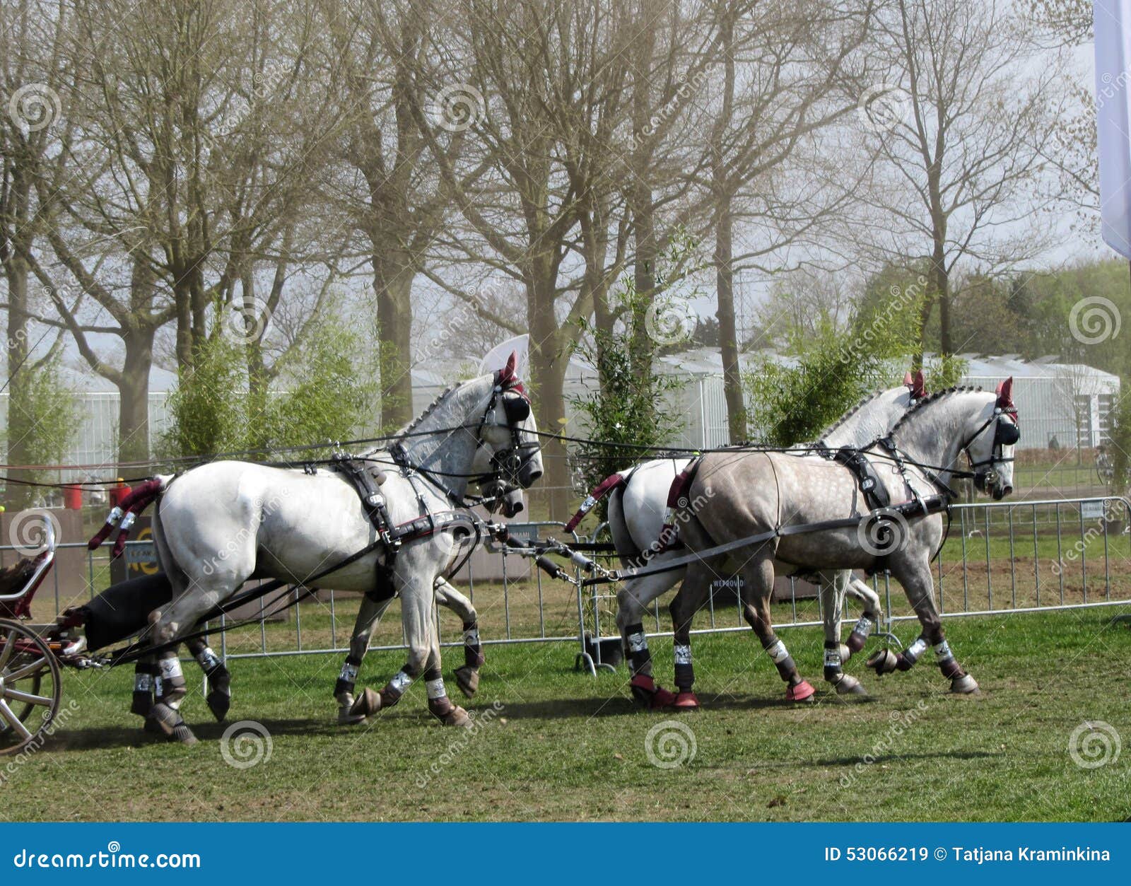 Team of Percheron Horses Running. Copy Space Stock Image - Image of ...