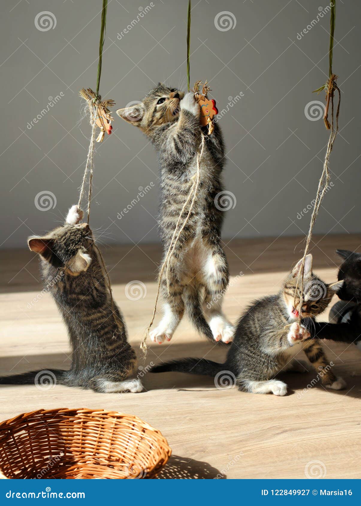 Team of Playful Kittens stock image. Image of motion - 122849927