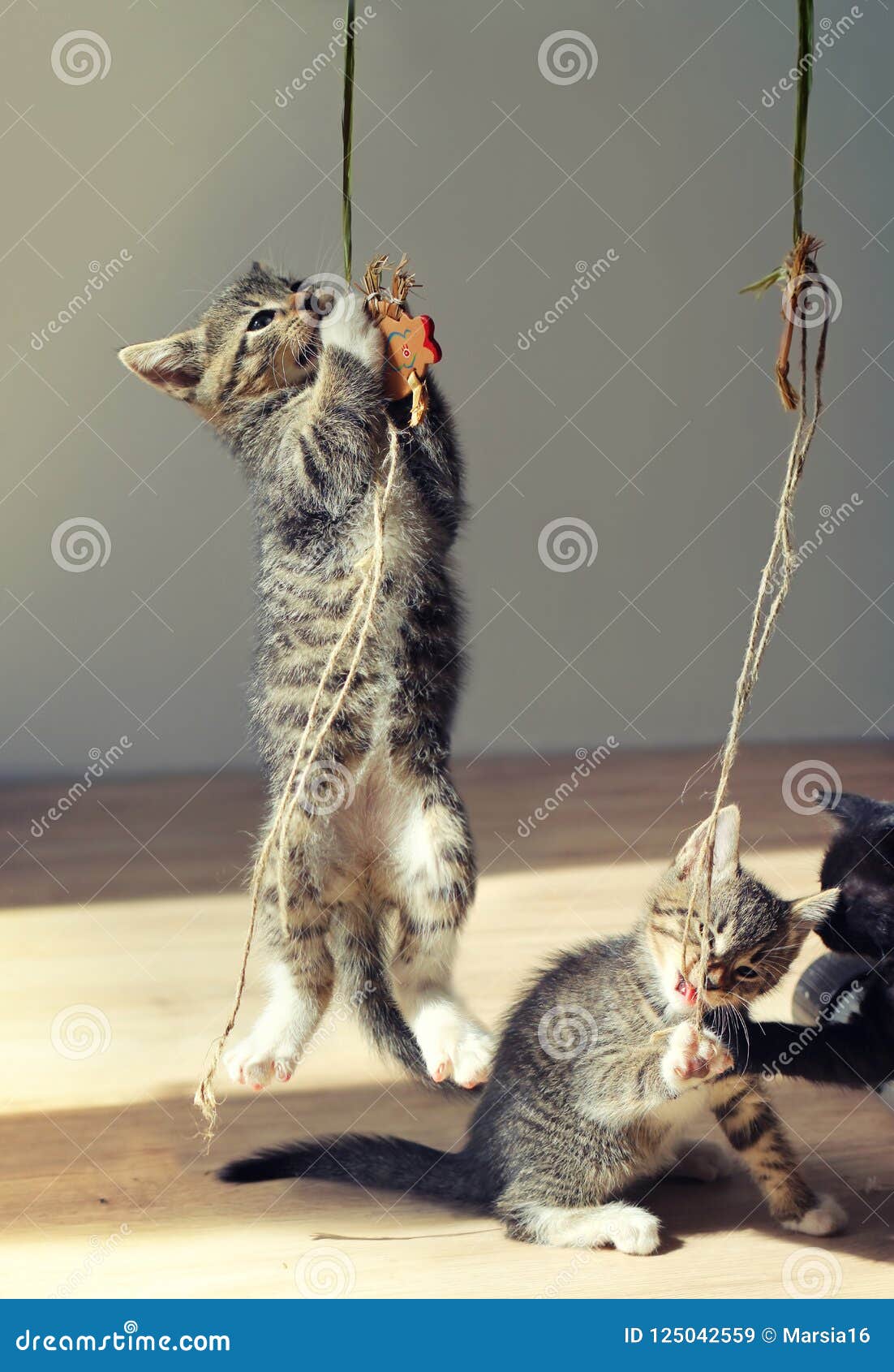 Team of Playful Kittens stock image. Image of game, curious - 125042559