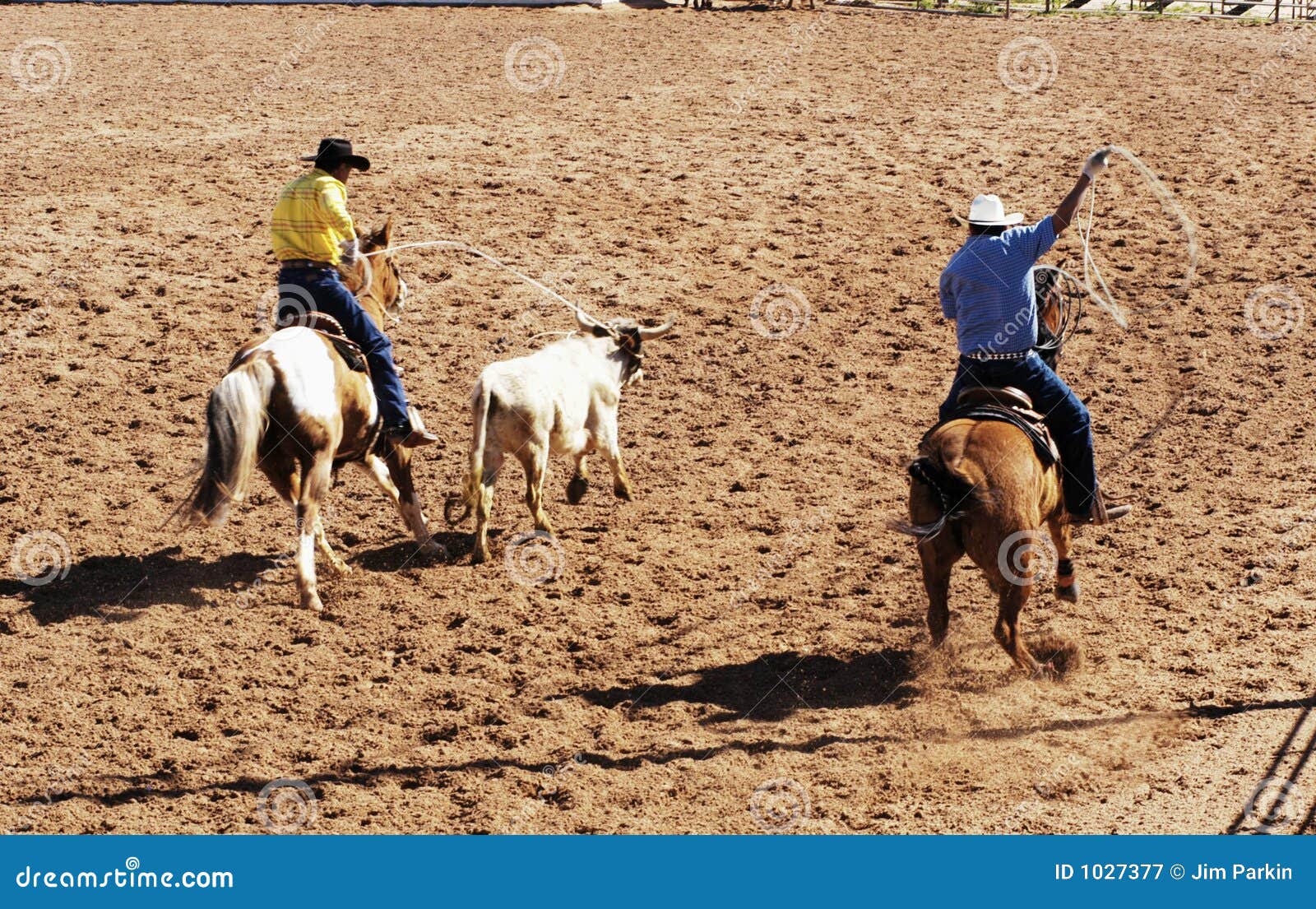 Team Roping stock image. Image of livestock, arena, animals - 1027377