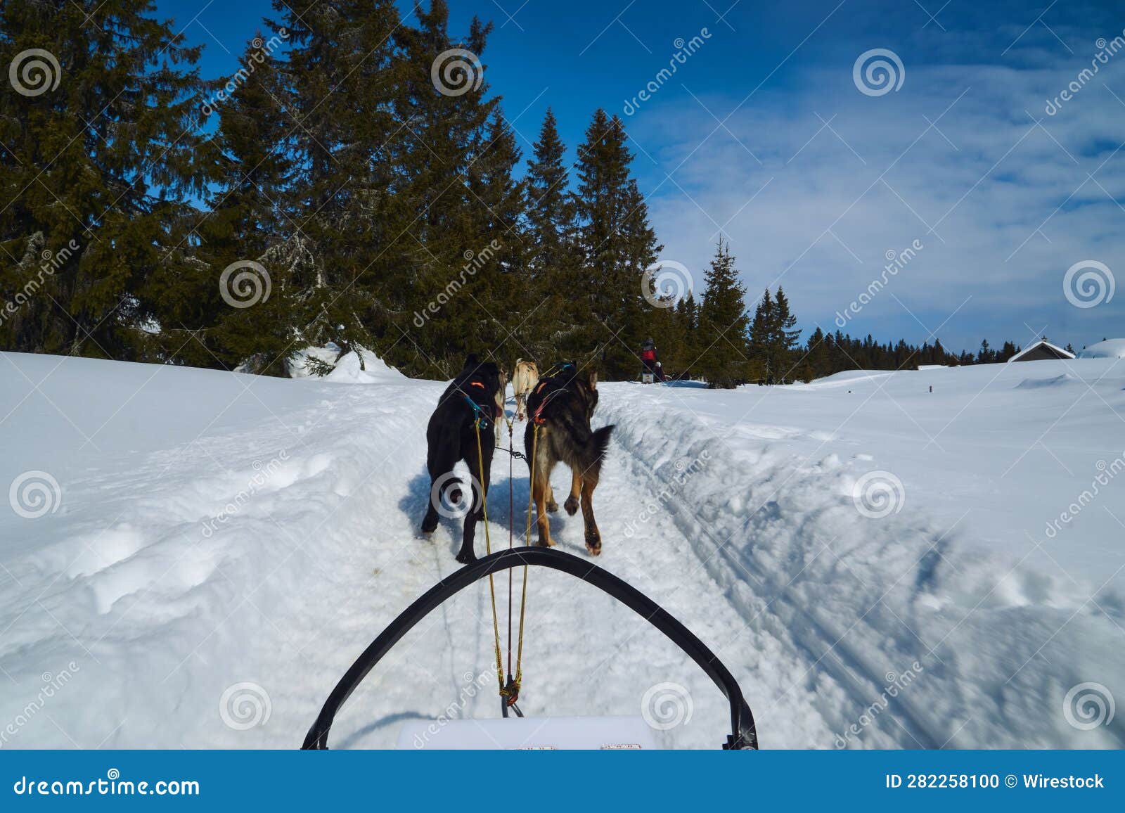 Team of Sled Dogs are Pulling a Sled through a Snow Covered Landscape ...