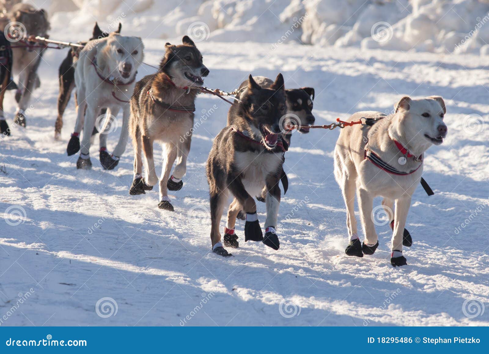 Team of Sleigh Dogs Pulling Stock Photo - Image of breathe, dedication ...