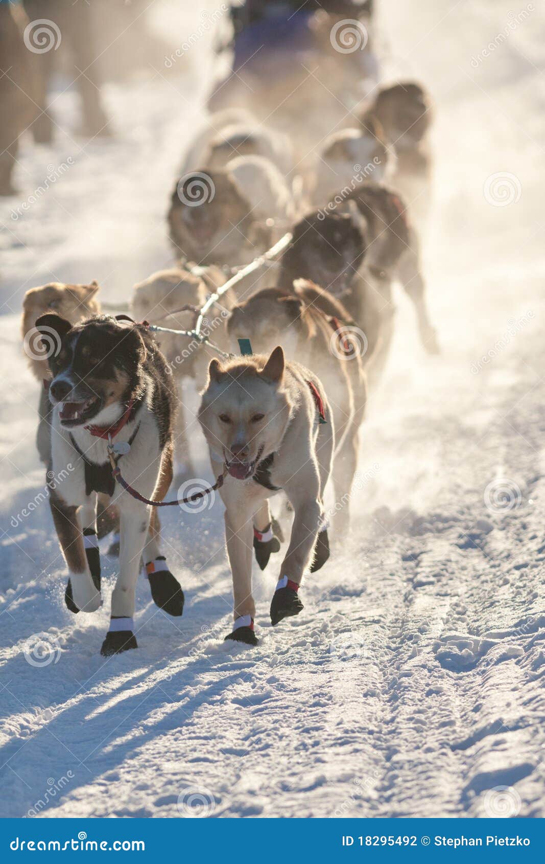 Team Of Sleigh Dogs Pulling Royalty-Free Stock Photography ...