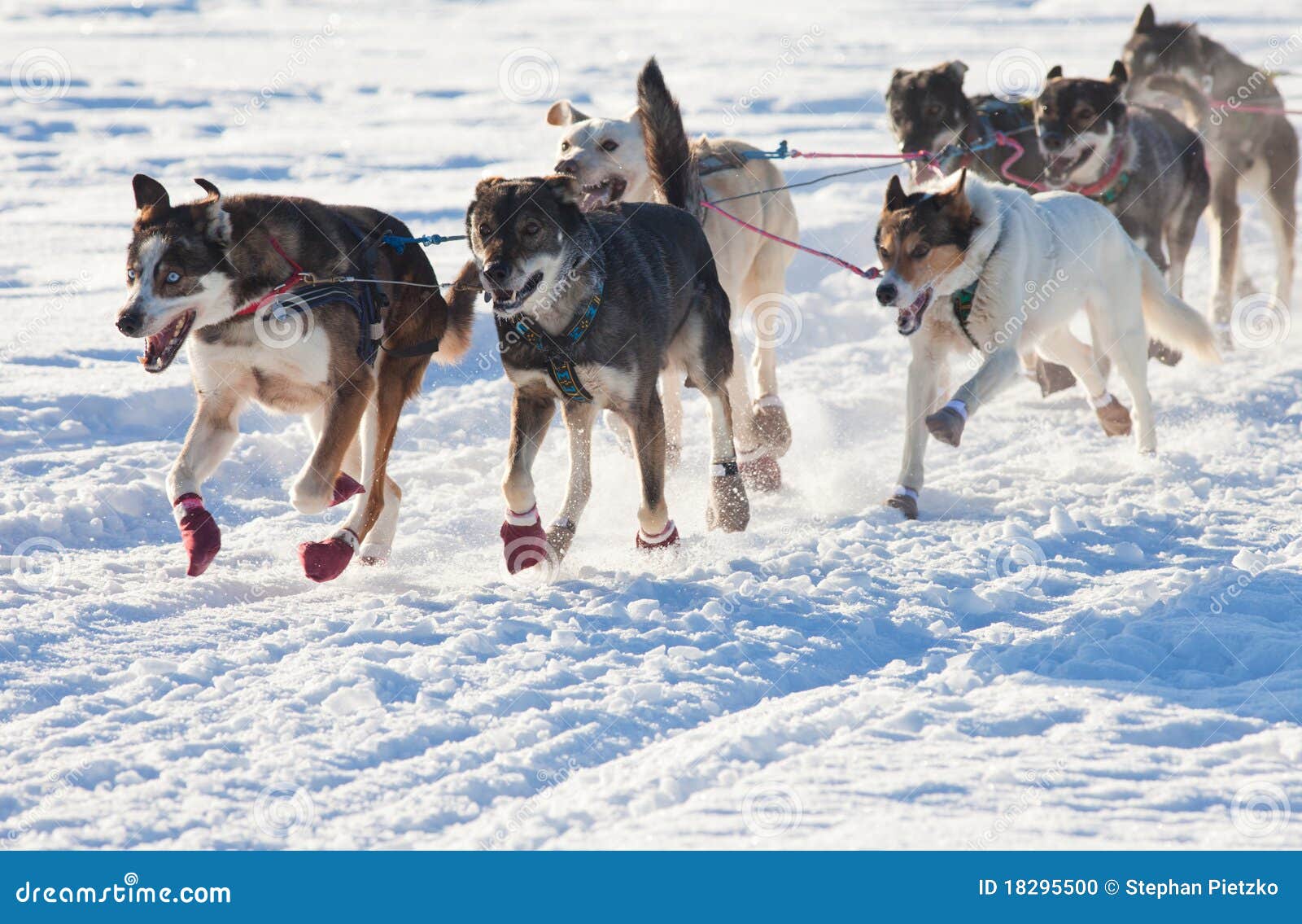 Team Of Sleigh Dogs Pulling Royalty-Free Stock Photography ...