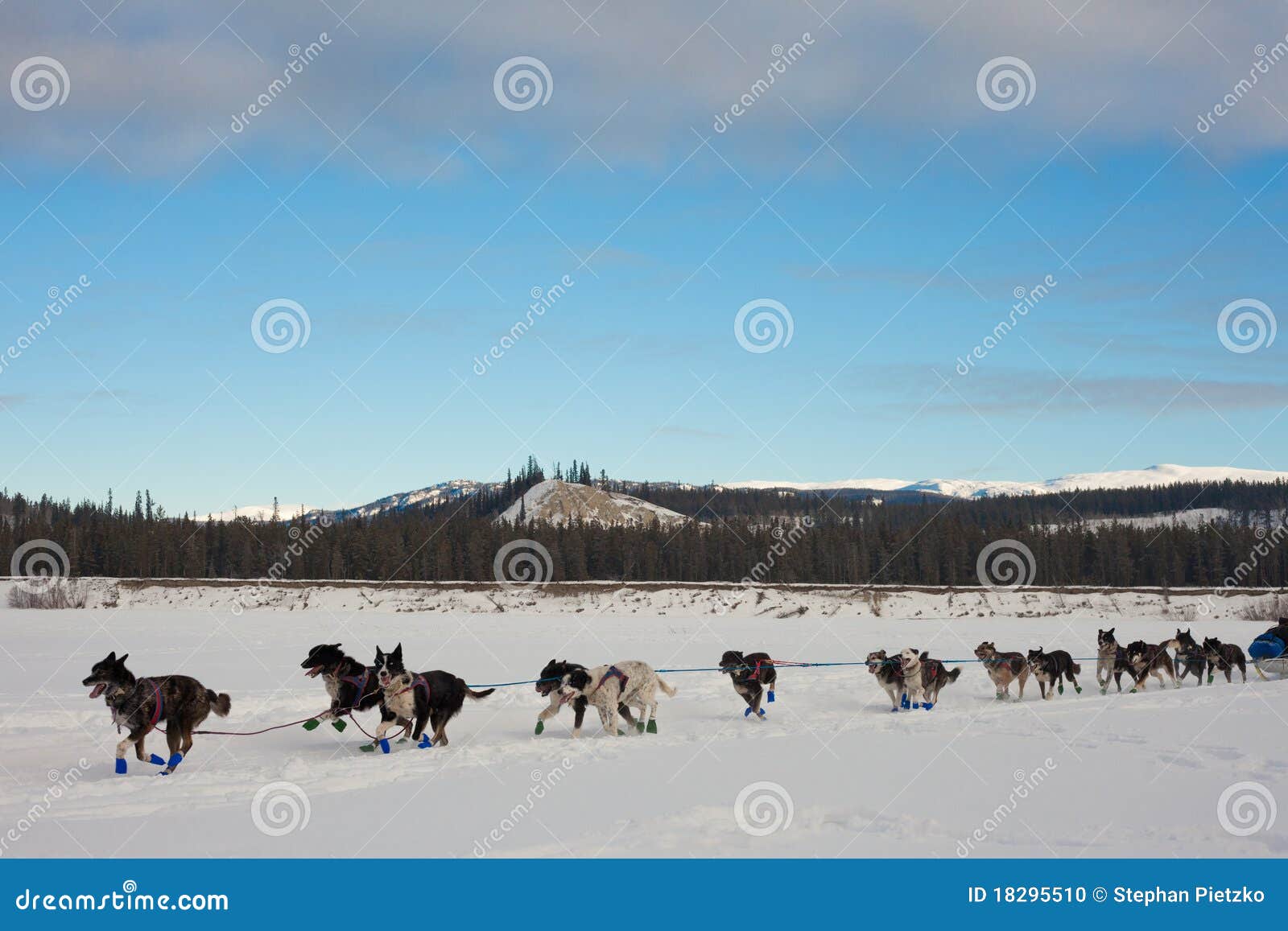 Team Of Sleigh Dogs Pulling Royalty-Free Stock Photography ...