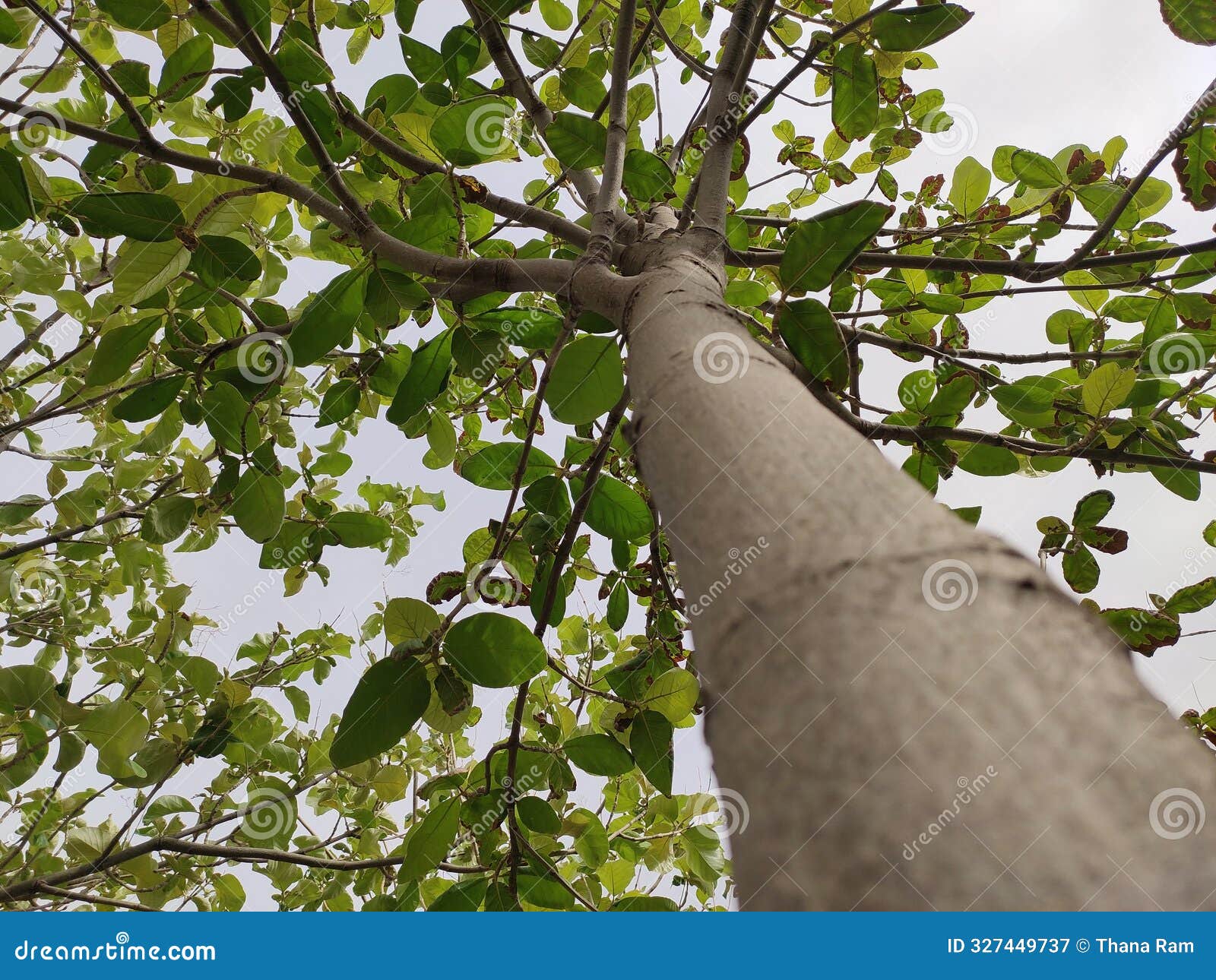 Team (Tectona Grandis) Tree Trunk and Branches, Low Angle View, Sagwan ...