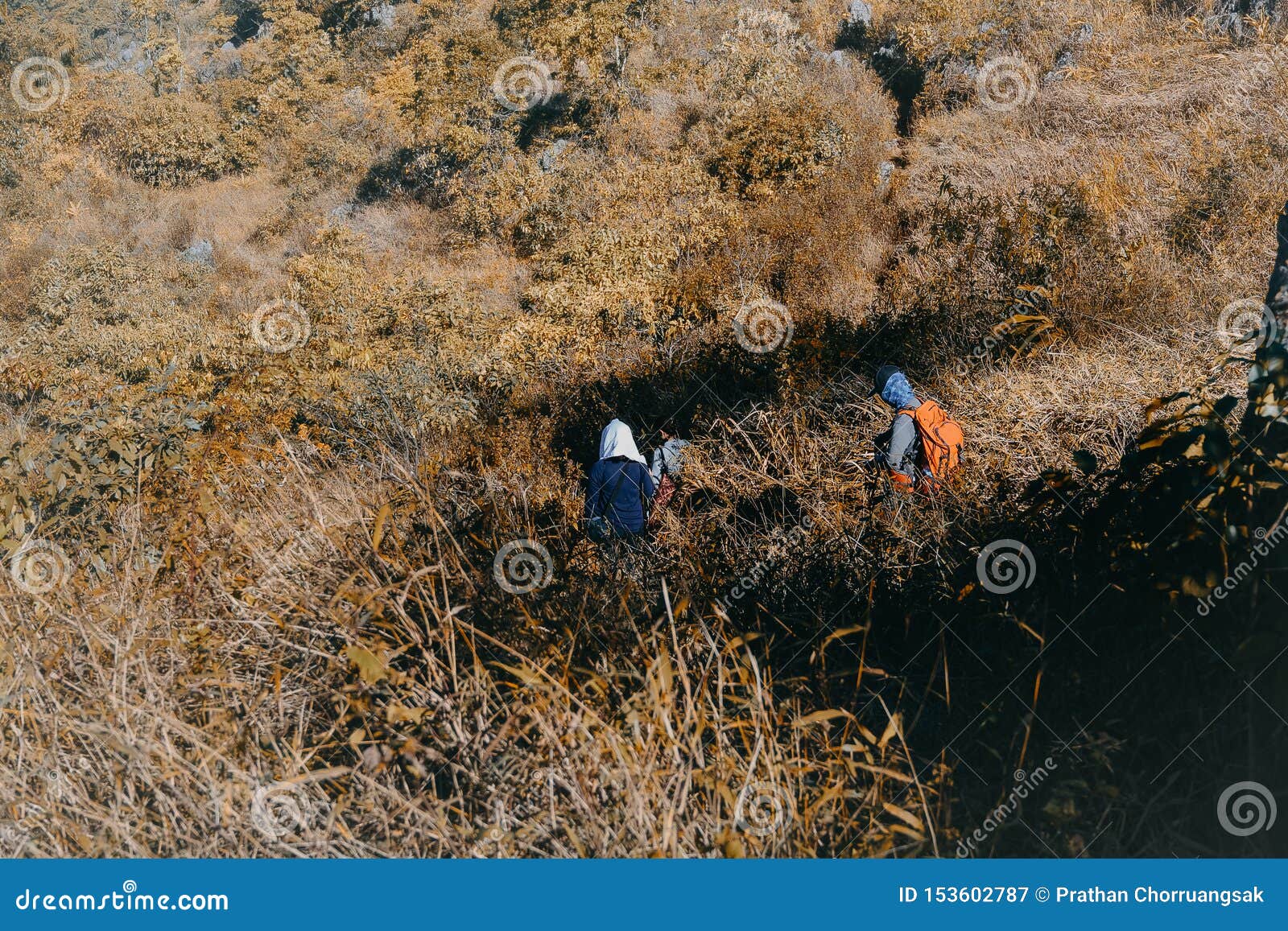 Team Trekking Walking in Forest and Mountain Stock Image - Image of ...