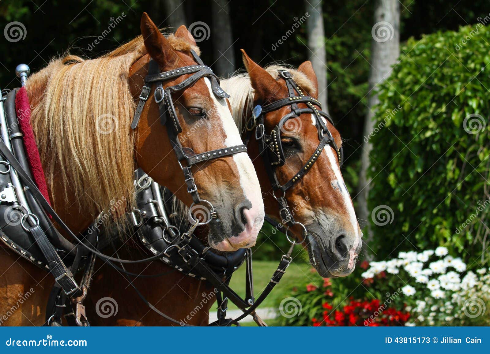 Team of Two Draft Horses on Mackinac Island Stock Image - Image of ears ...