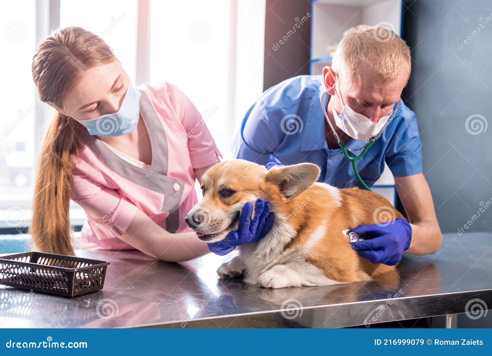 A Team of Veterinarians Examines a Sick Corgi Dog Using an Stethoscope ...