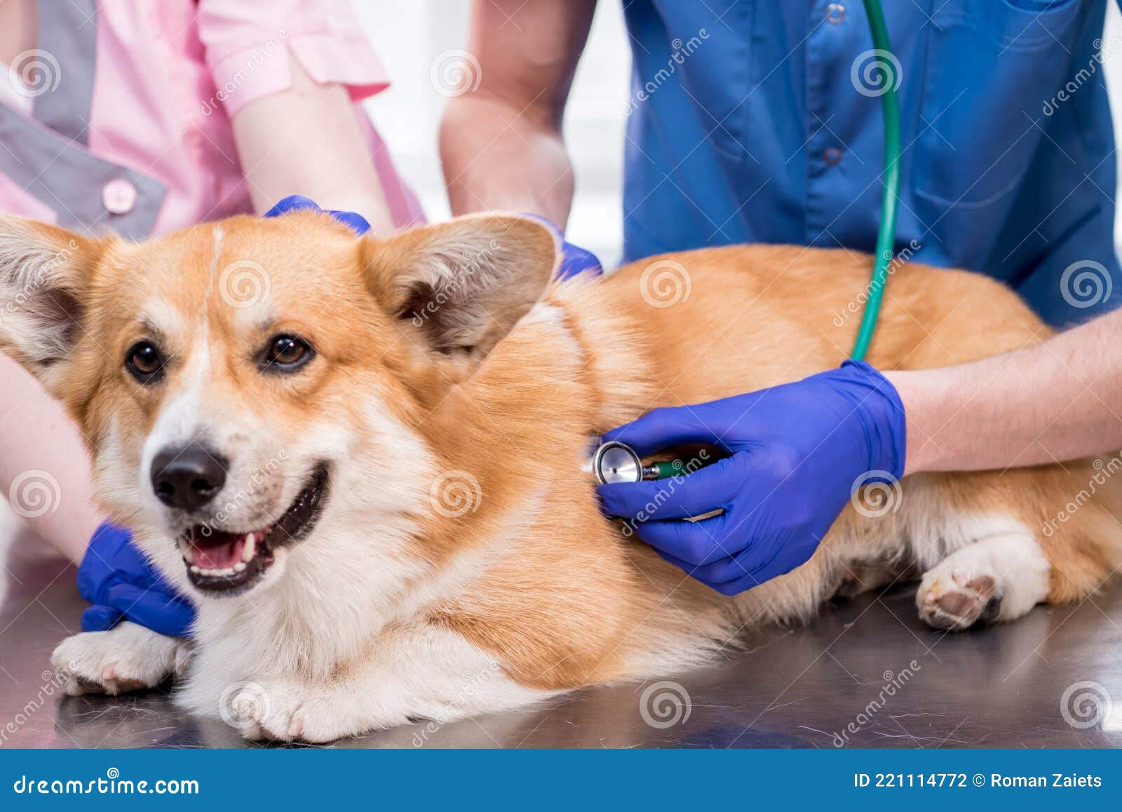 A Team of Veterinarians Examines a Sick Corgi Dog Using an Stethoscope ...