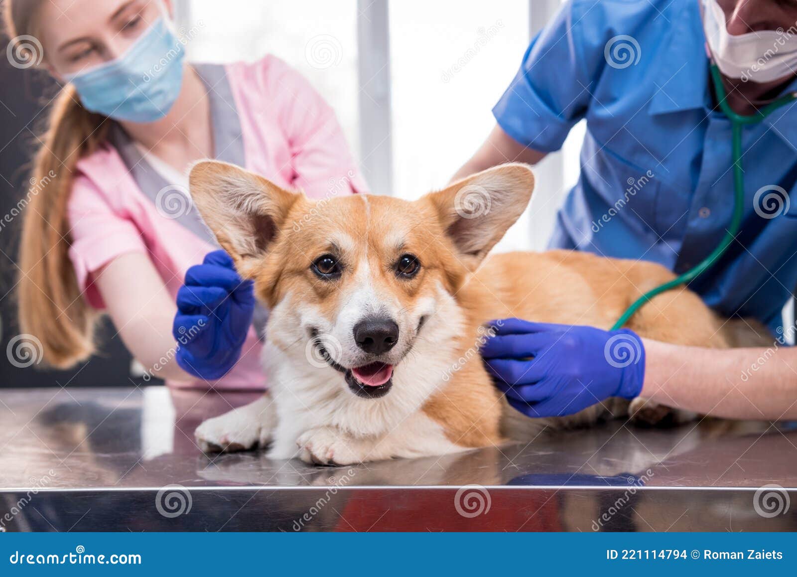 A Team of Veterinarians Examines a Sick Corgi Dog Using an Stethoscope ...