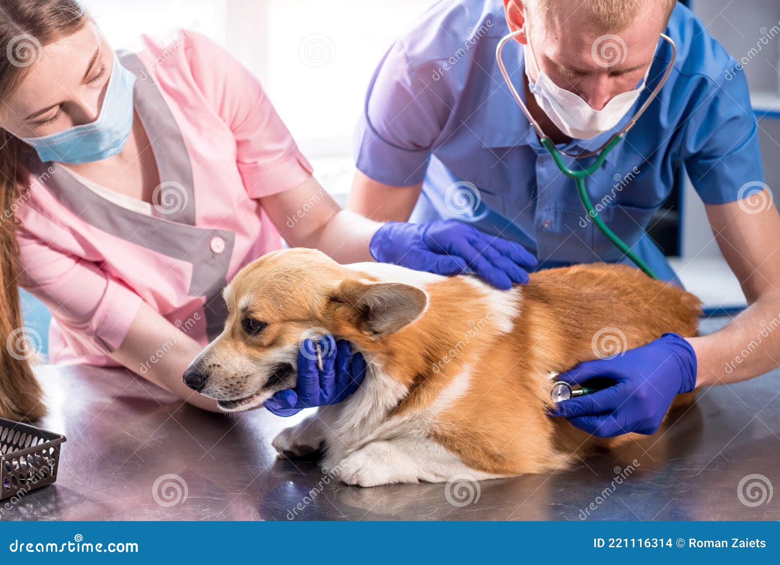 A Team of Veterinarians Examines a Sick Corgi Dog Using an Stethoscope ...