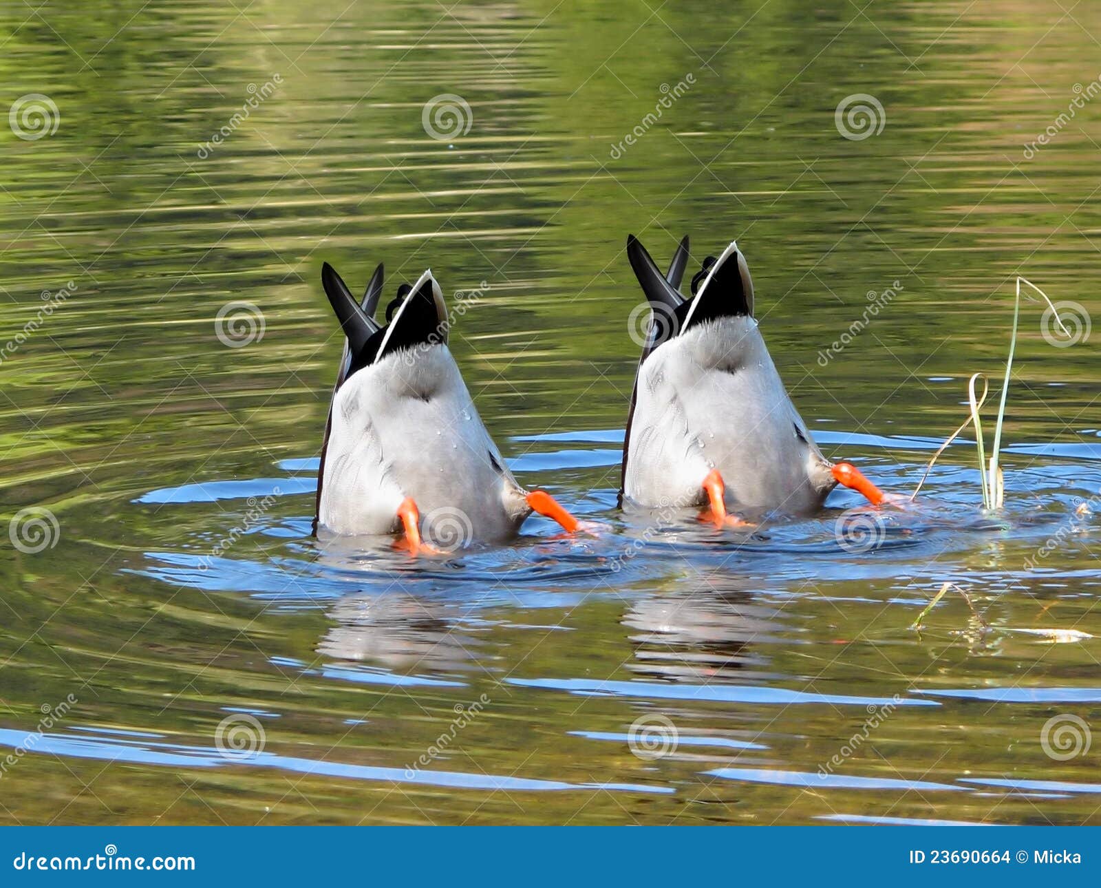 Team Work stock photo. Image of behavior, float, natural - 23690664