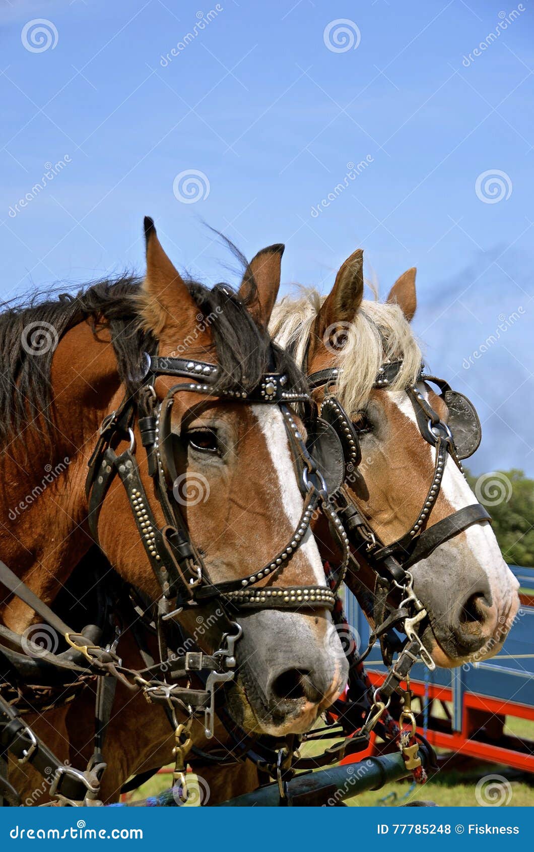 Team of work horses stock photo. Image of power, hames - 77785248